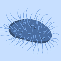 La syphilis : définition de cette maladie infectieuse (IST)